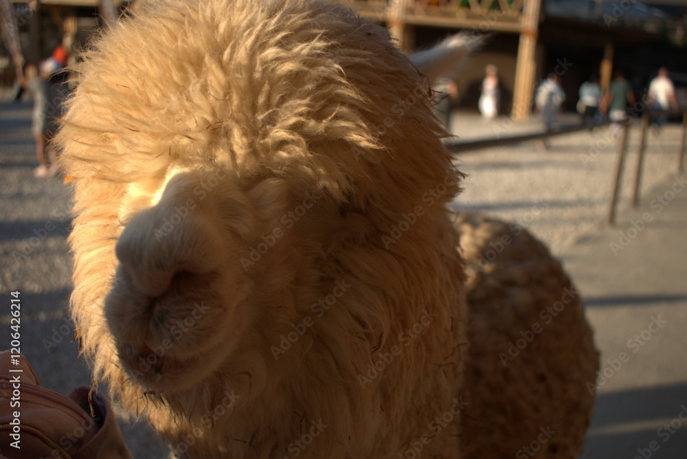 animal, llama, mamífero, chacras, administrar, alpaca, naturaleza ...
