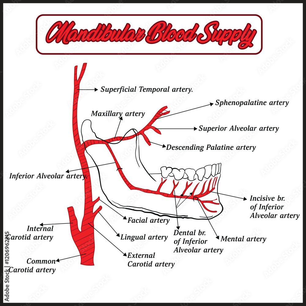 Mandibular Blood Supply Diagram | Medical Diagram |Dental Diagram Stock ...