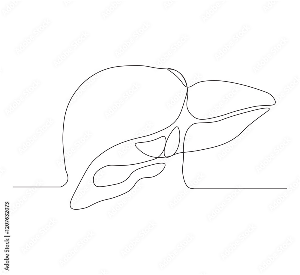 One continuous line drawing of human liver organs. single line of liver ...