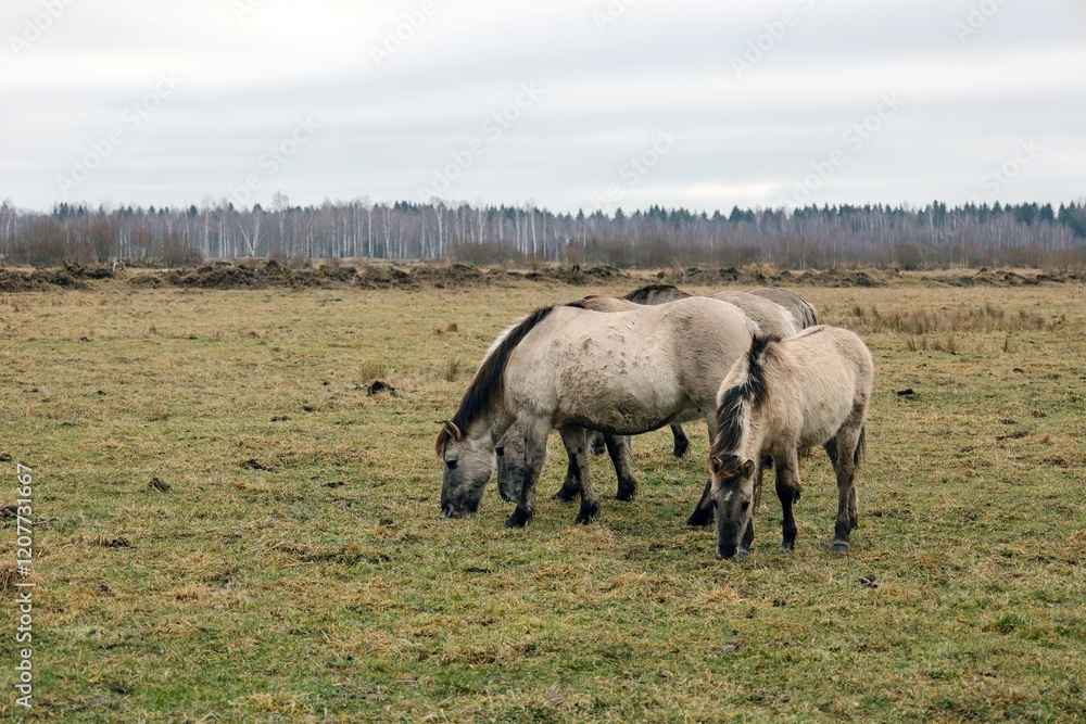 Tarpan in Naliboki forest. Eurasian wild horse, bred-back species ...