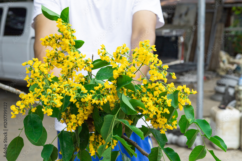 Young man holding beautiful padauk flowers for play Thingyan Water ...