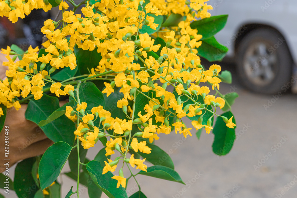 National flower of padauk flowers or Pterocarpus macrocarpus flower ...
