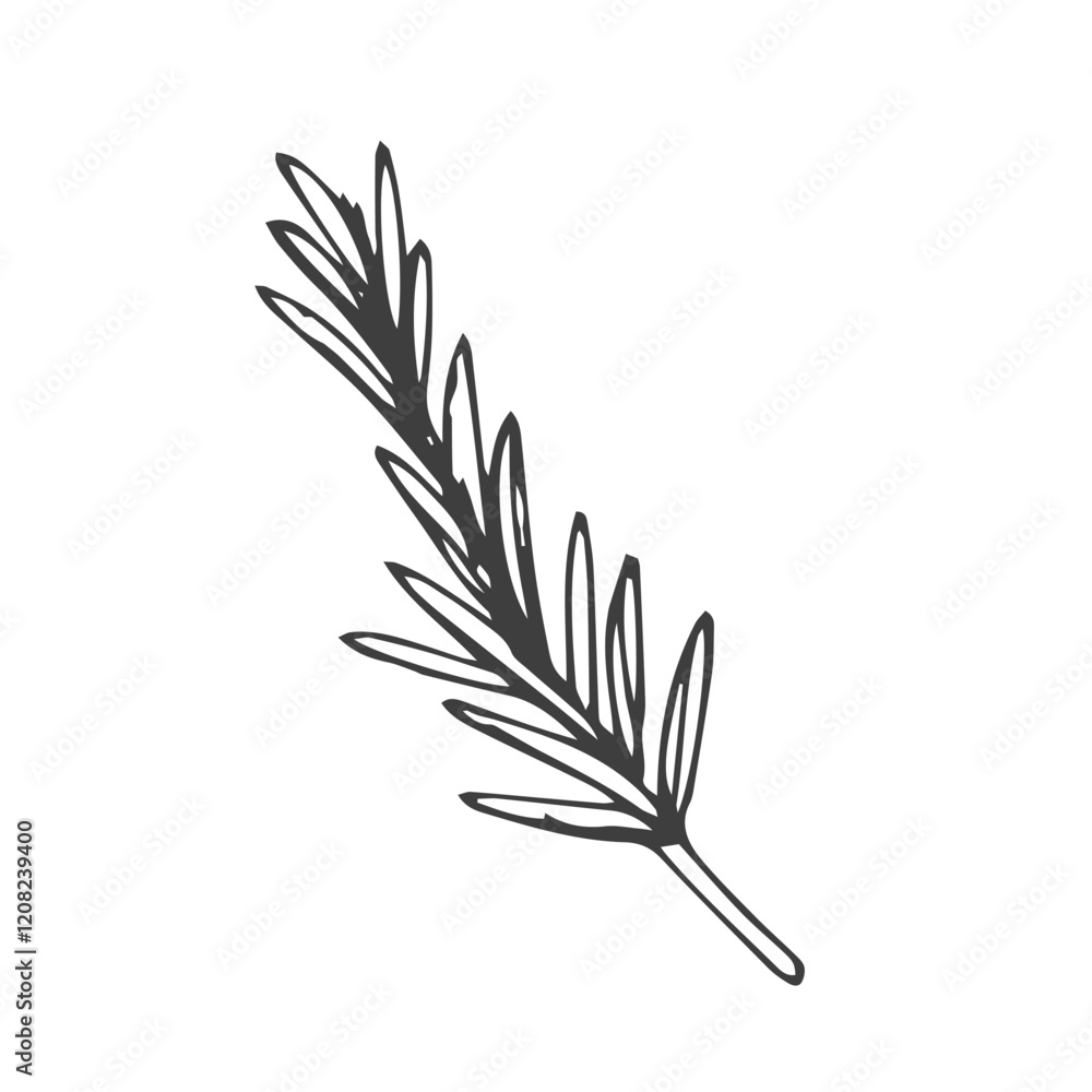Vector outline spice rosemary sprig in doodle style. Clip art for ...