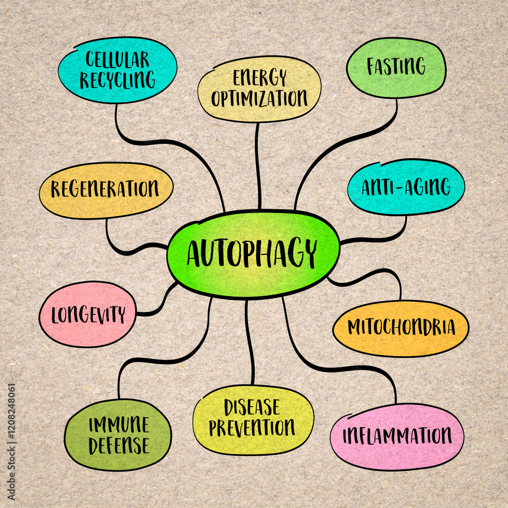 Autophagy, a natural cellular process where the body removes damaged or dysfunctional components ...