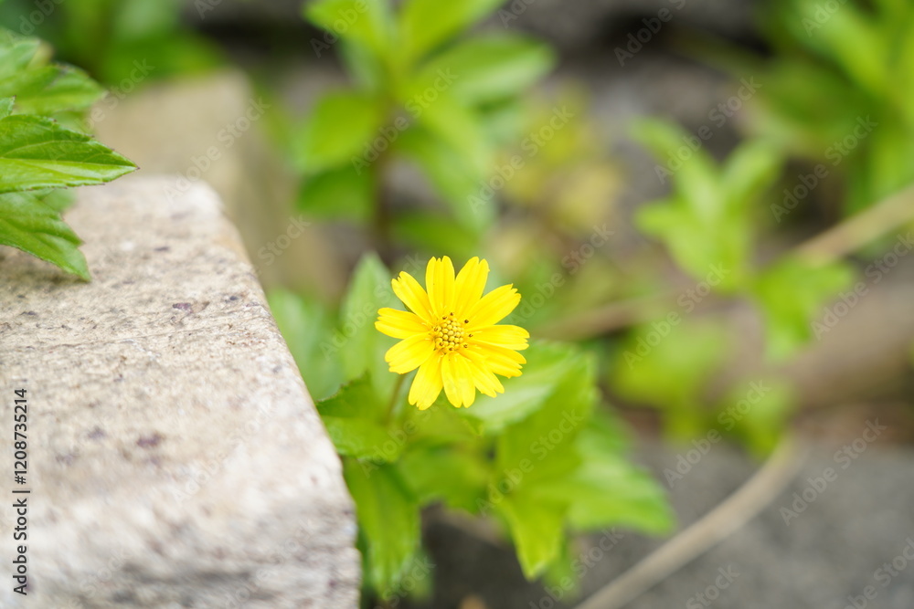 Trilobate Wedelia (Sphagneticola trilobata), also known as Yellow Dots ...