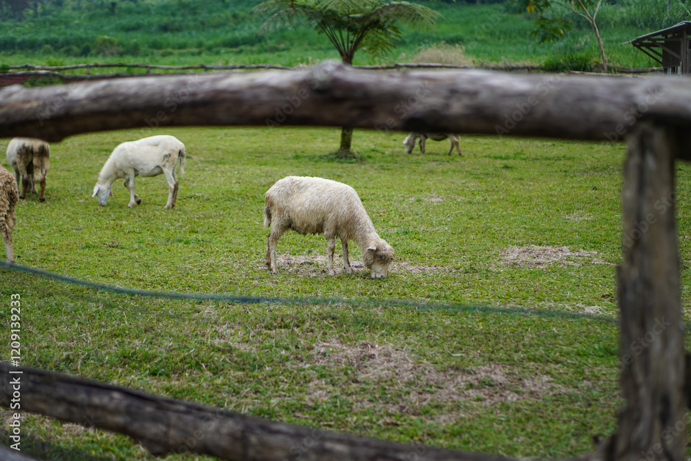 The beauty of Menggala Ranch in Banyumas Regency, Central Java ...