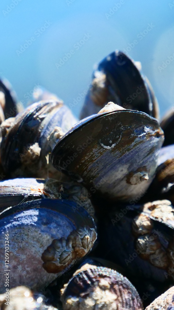 Vertical image of Black mussels by the sea with small shellfish growing ...