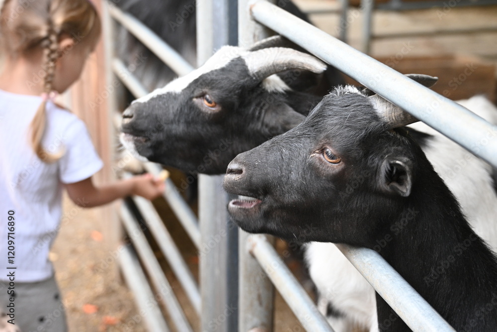 Black and white goat head close-up on farm, black and white goat head ...