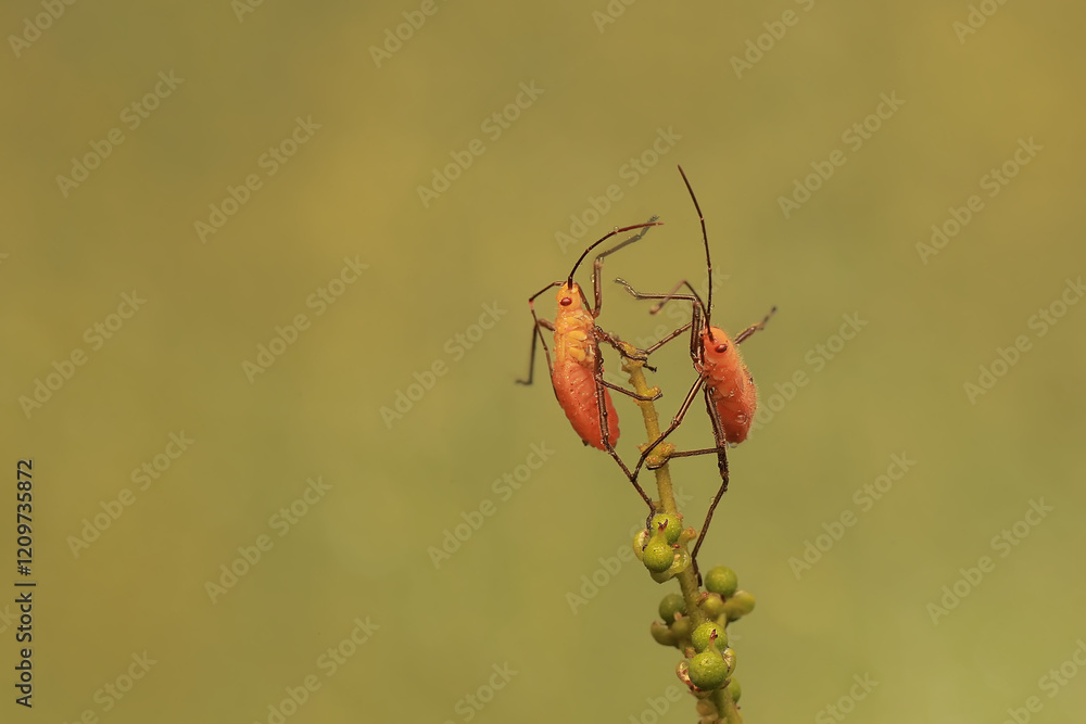 Three young milkweed assassin bugs eating wild plant fruits . This ...