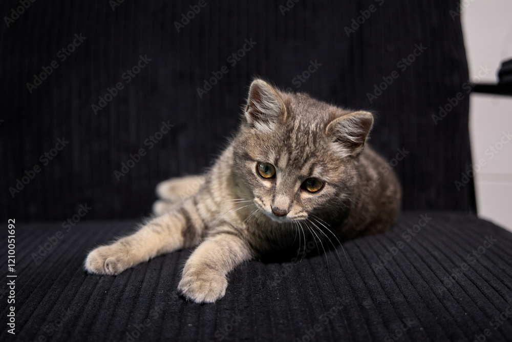 Professional photo shoot capturing the elegance and charm of a gray ...