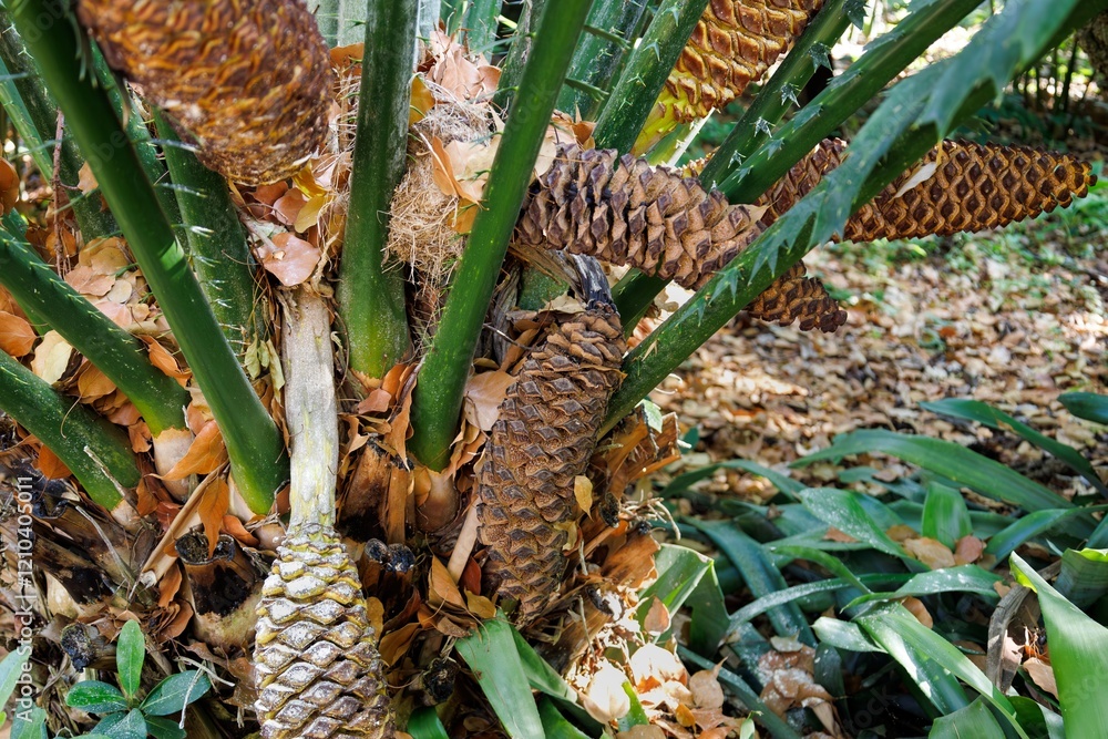 Encephalartos laurentianus shrub in the family Zamiaceae. Subtropical ...
