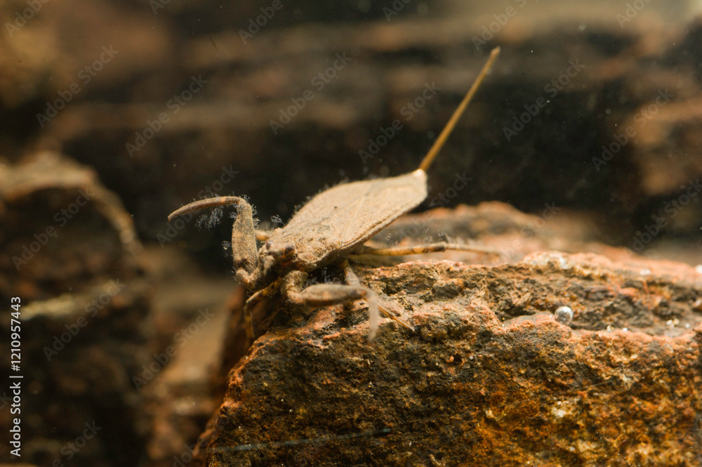 Water scorpion (Nepa cinerea). Predatory aquatic bug in the family ...