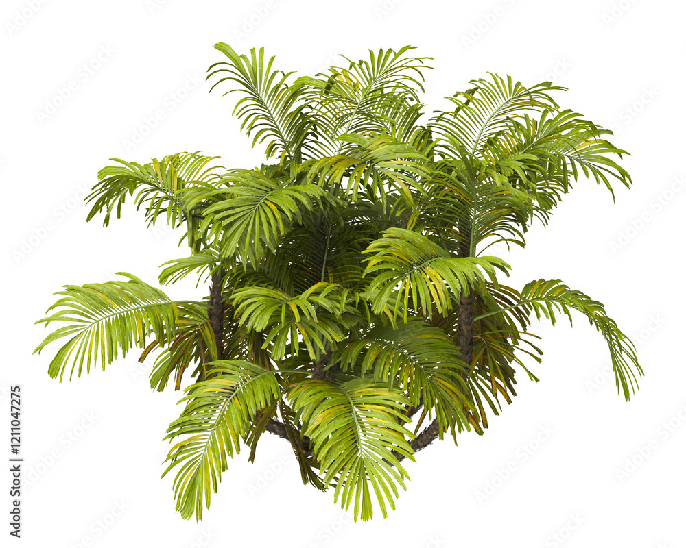 Single palm Tree PNG isolated on transparent background. big old palm ...