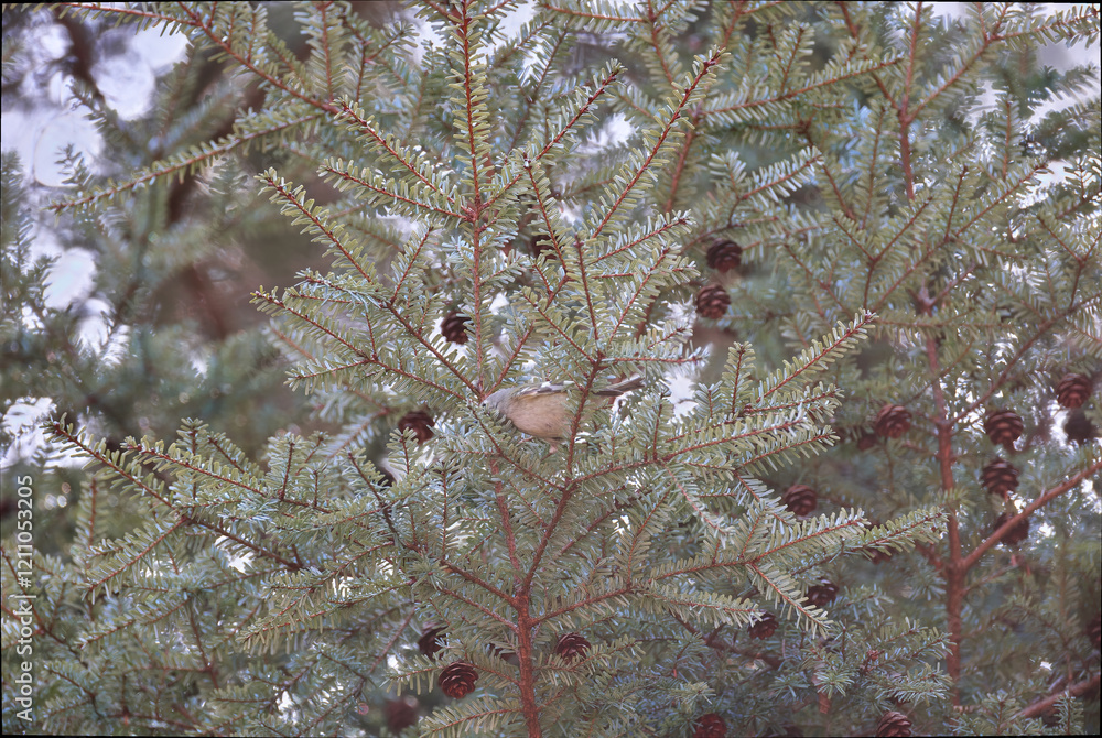 Japanese fir named Urajiromomi is a tree native to Japan Stock Photo ...