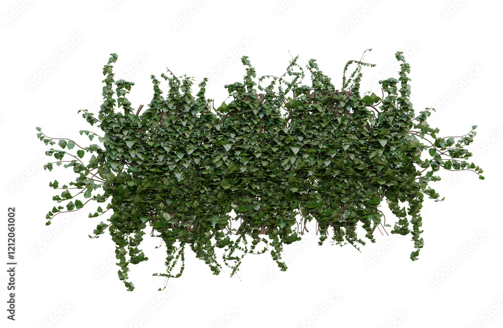 ivy plant on a wall transparent background, green plants hanging from a ...