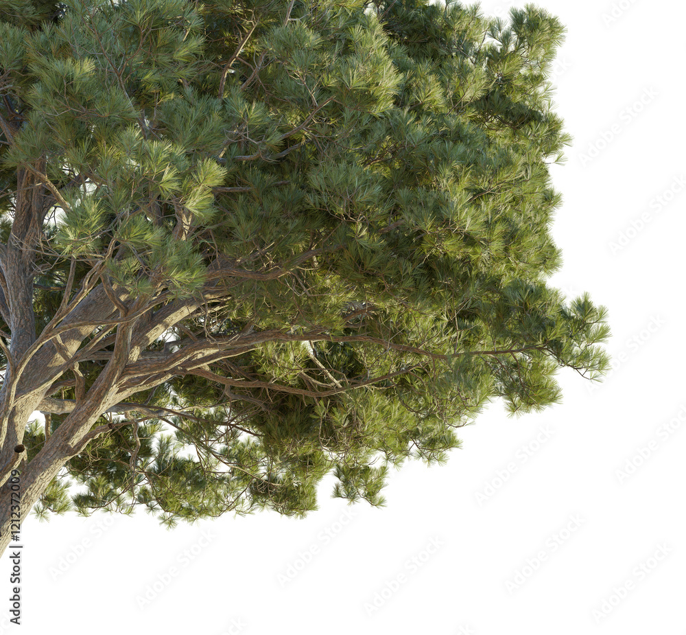 Pinus pinaster Tree corner cutout transparent background Stock Photo ...