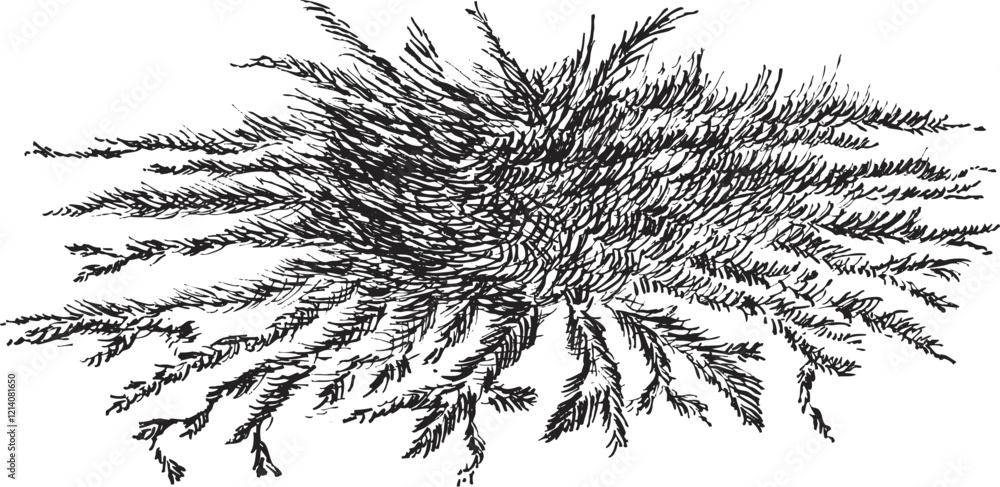 Hand draw sketch juniper bush in monochrome color. Vector illustration ...