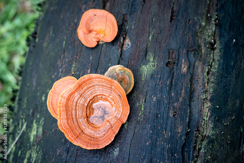 Pycnoporus sanguineus fungus that grows on dead tree trunks in a ...
