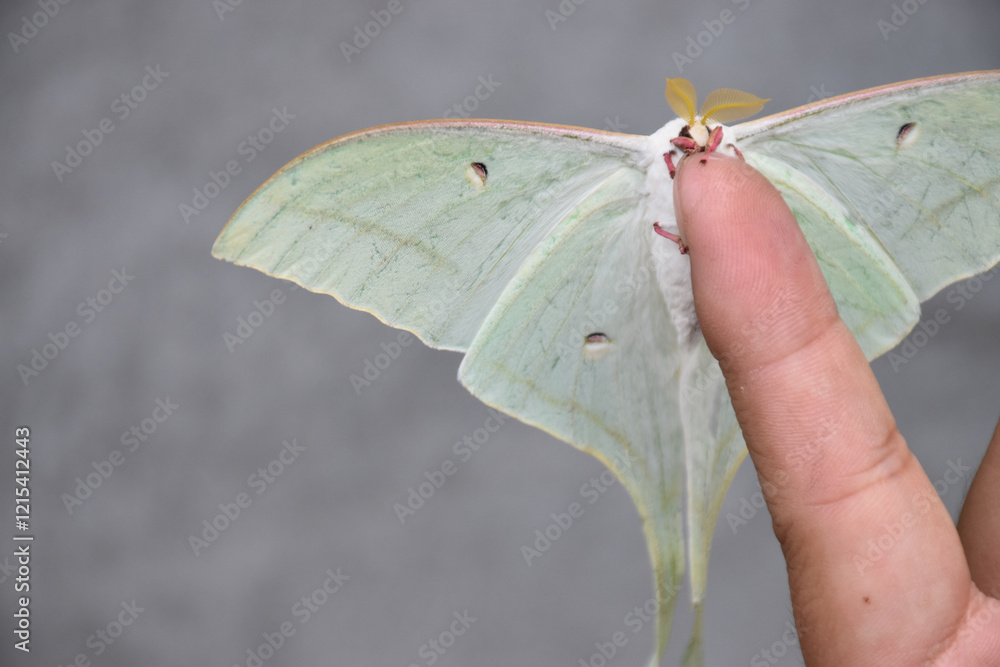 Green Actias clinging to the finger Stock Photo | Adobe Stock