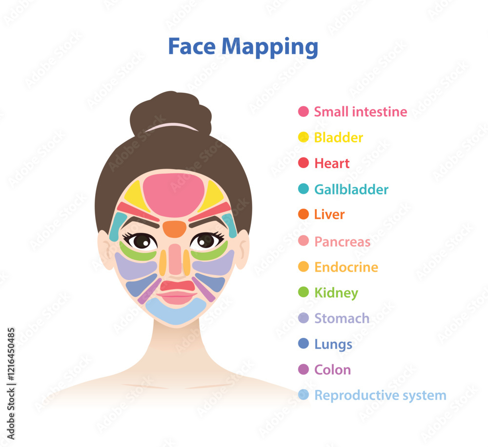 The woman face with face mapping vector illustration isolated on white background. Diagram of ...