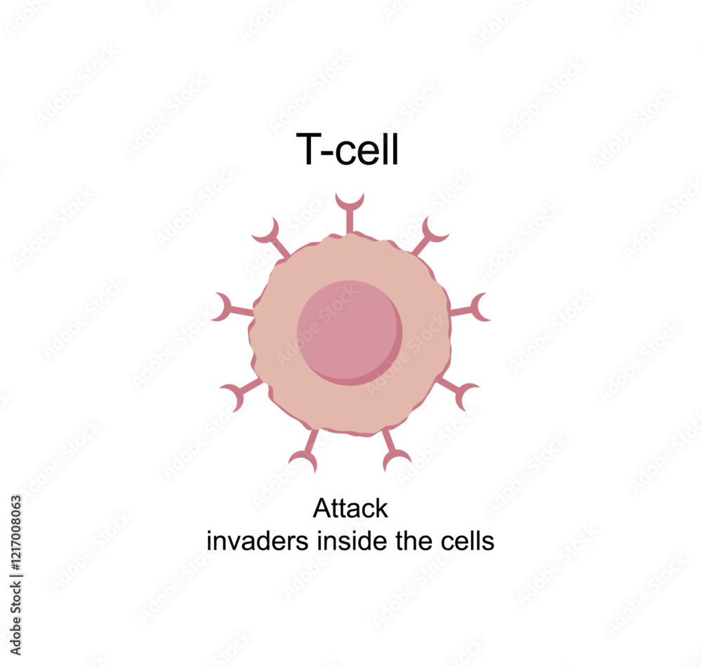 T Cell, T cell icon, helper and cytotoxic T cell, CD Antigen Types ...