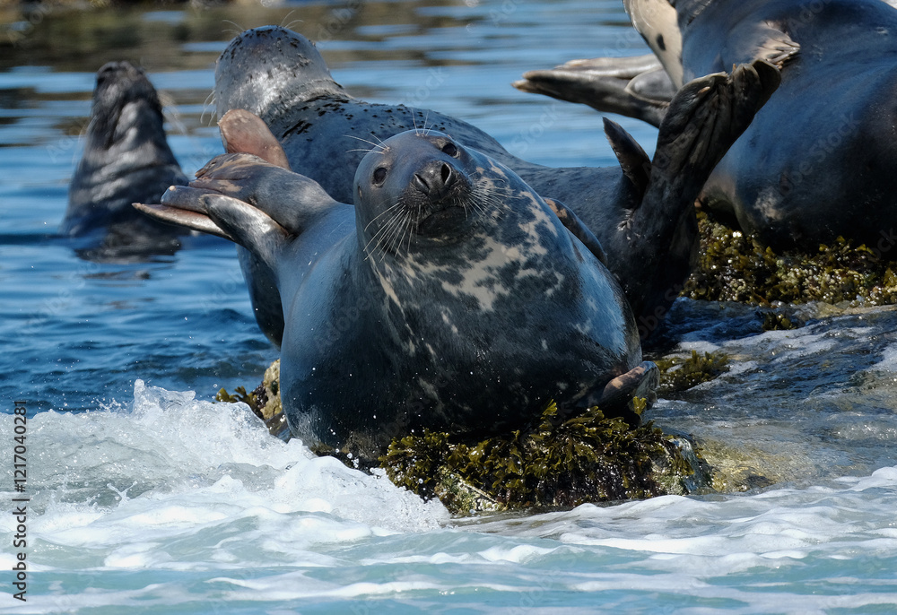 Pinnipeds, commonly known as seals, are a widely distributed and ...