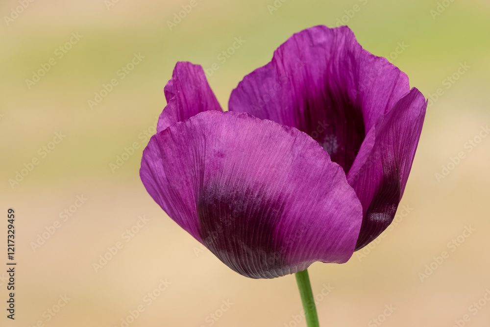 Photos of medicinal plants used in medicine production. Opium poppy ...