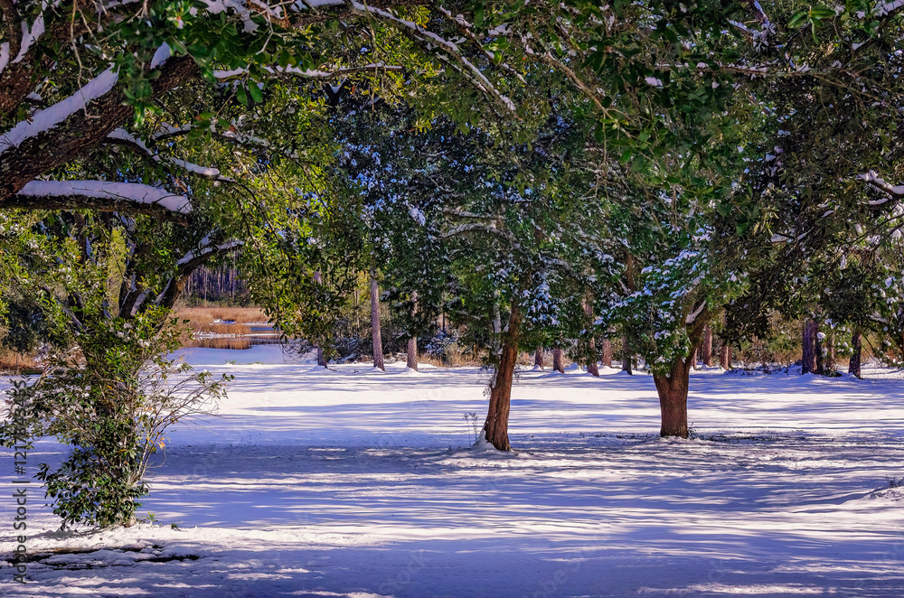 Trees in snow in Coden Alabama, rare Gulf Coast Blizzard or Winter ...