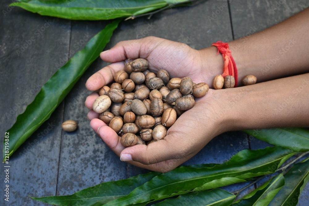 Polyalthia longifolia seeds. The Ashoka tree is native to India. A ...