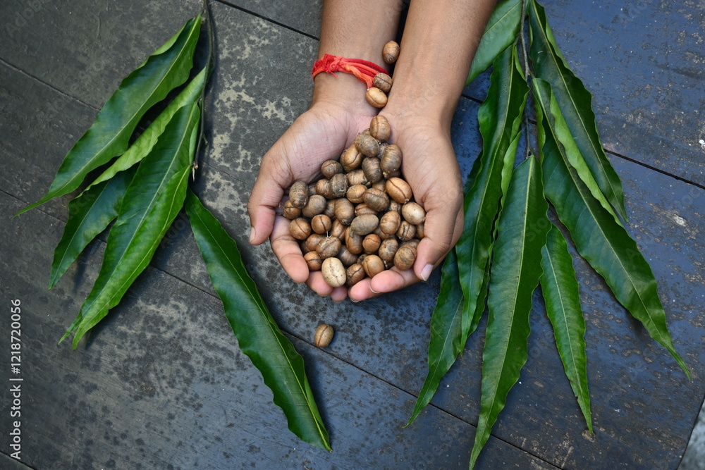 Polyalthia longifolia seeds. The Ashoka tree is native to India. A ...