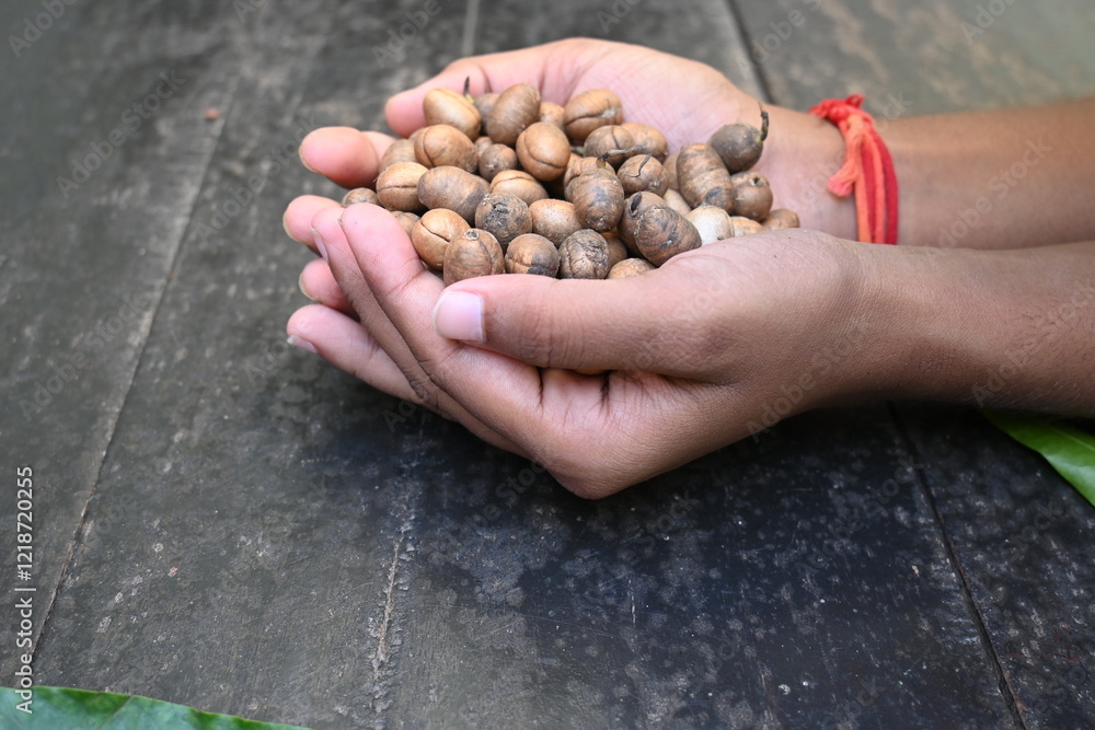 Polyalthia longifolia seeds. The Ashoka tree is native to India. A ...
