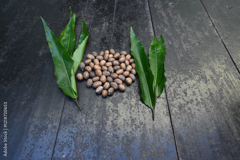 Polyalthia longifolia seeds. The Ashoka tree is native to India. A ...