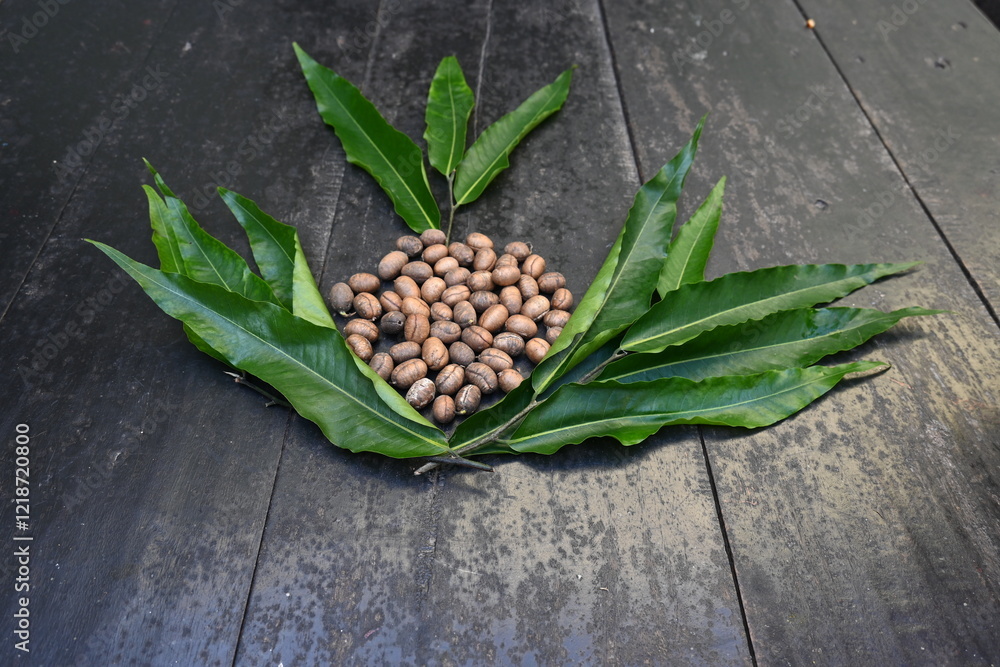 Polyalthia longifolia seeds. The Ashoka tree is native to India. A ...