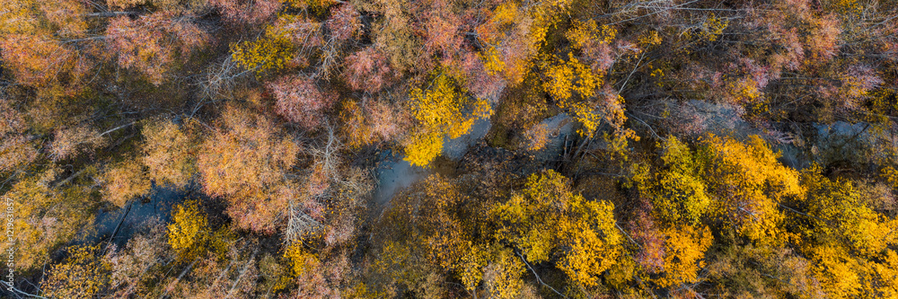 Top view of the autumn floodplain forest. Multicolored crowns of trees. River channel among the ...