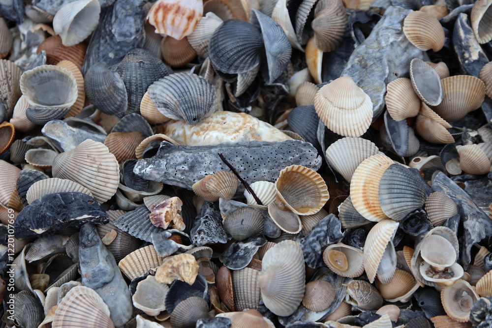 Jacksonville, Florida beach covered in sea shells background. Stock ...