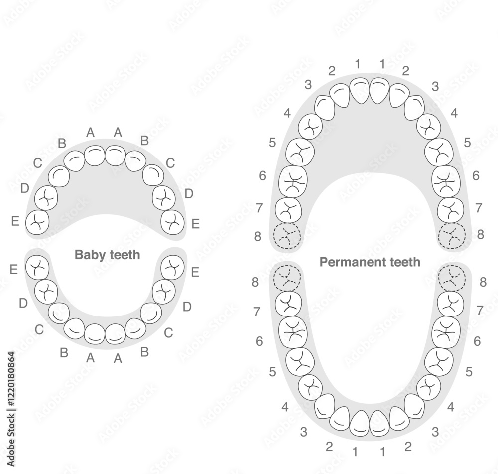 Black and white, A set explaining the dental arches of permanent and ...