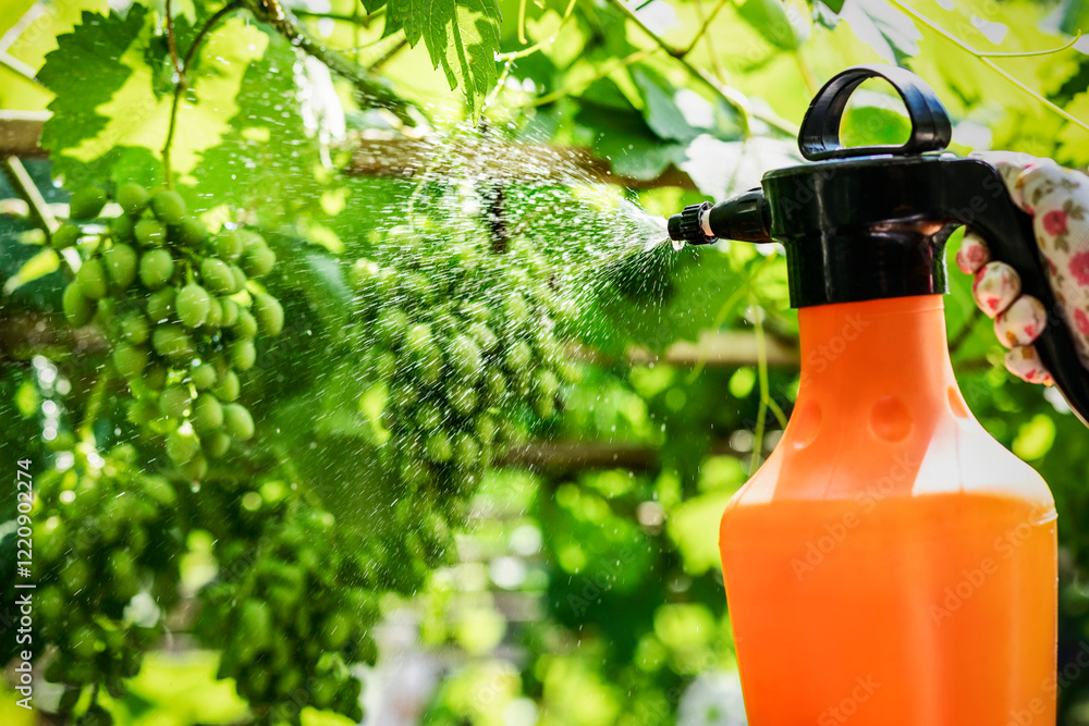 Spraying Grapevines. Pesticides for Grapevines. Spray of Vineyards with ...