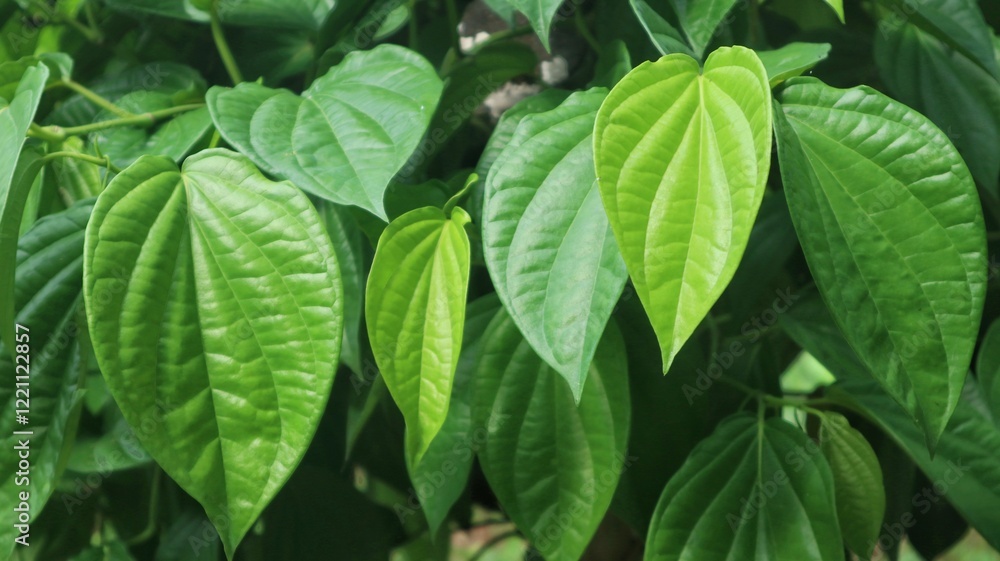 Green betel leaf plants look fresh, this plant has many benefits, is ...