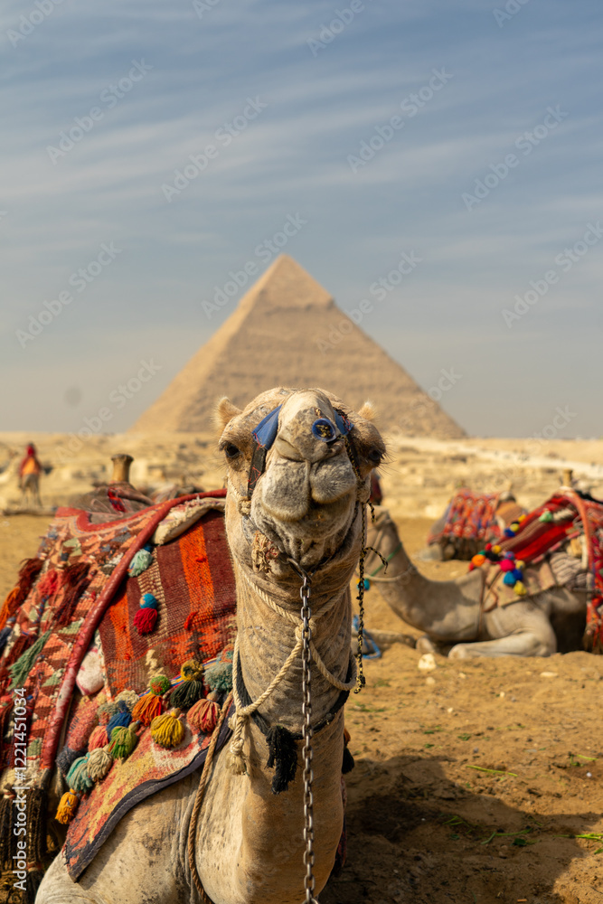 Стокове фото Photograph of the Pyramids in Egypt with camels ...