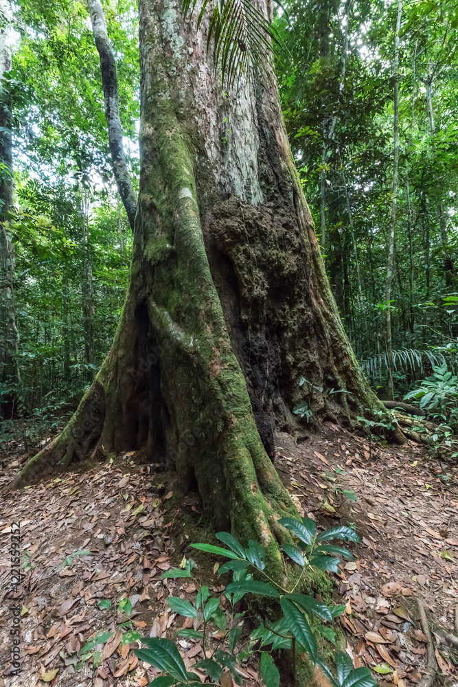 Foto de Stock Kapok tree or Ceiba pentandra is a tropical tree native ...