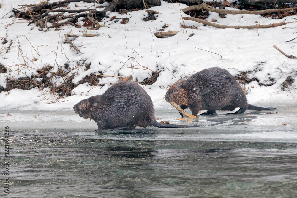 A North American beaver (Castor canadensis) drags a branch into a ...