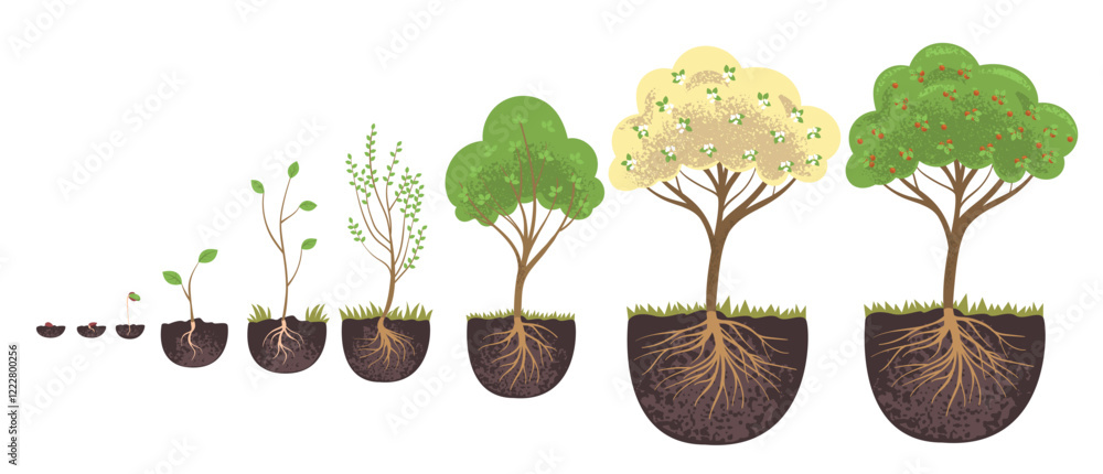 Plant tree stages. Trees life cycle infographic, fruit plant growth ...