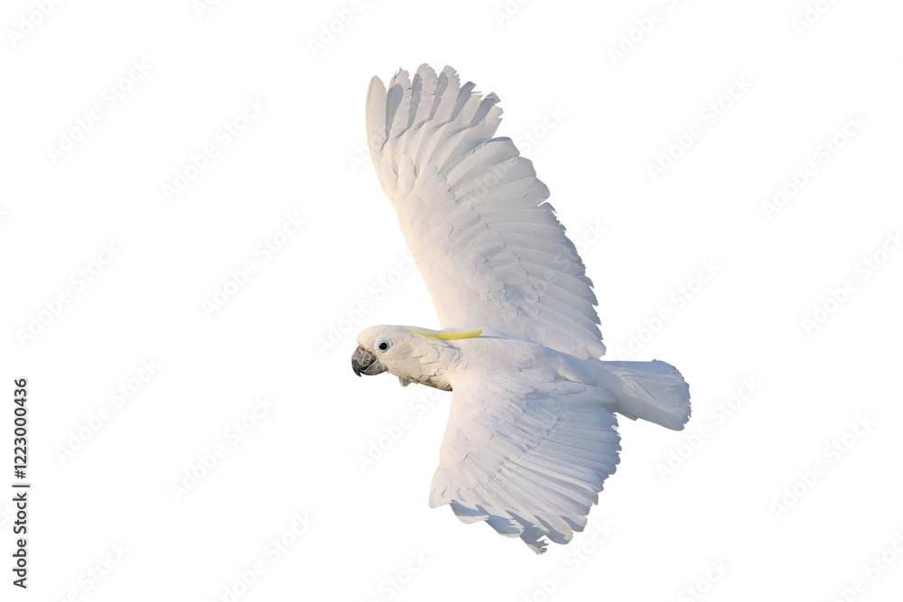 Beautiful Triton Cockatoo parrot flying isolated on transparent ...