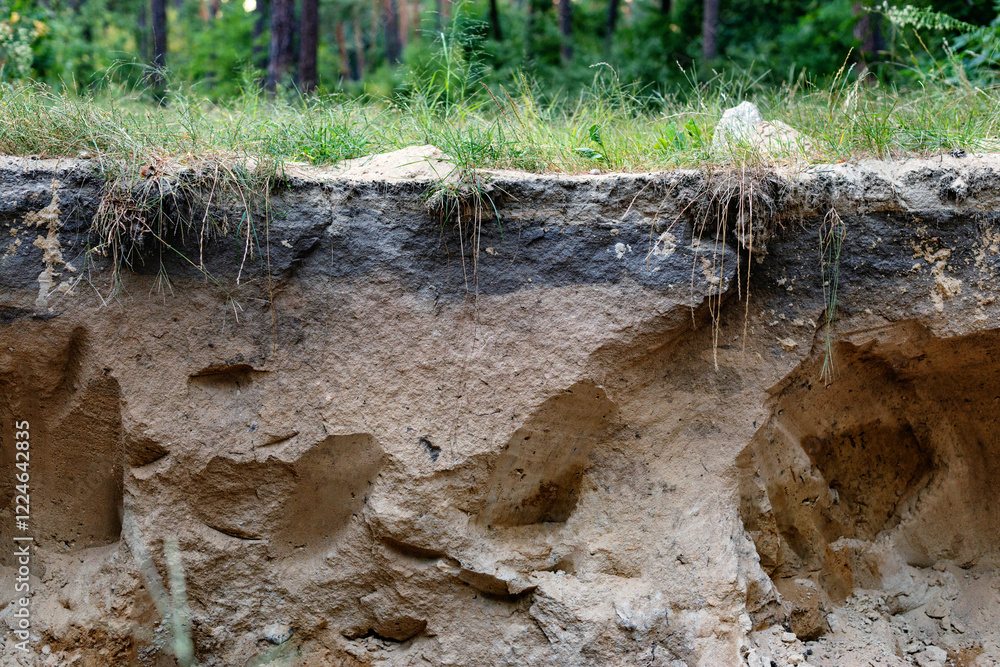 Soil section with visible layers allows you to study the structure of ...