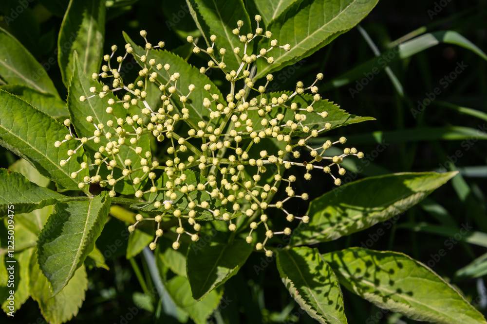 Flower buds and flowers of the Black Elder in spring, Sambucus nigra ...