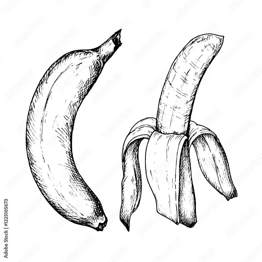 Banana sketch ink graphic illustration, draft silhouette drawing, black ...