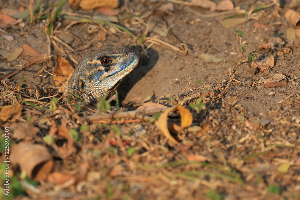 Common butterfly lizard (Leiolepis Belliana) or simply butterfly lizard ...
