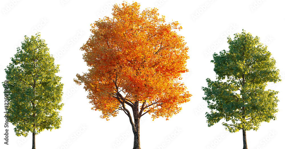 Liriodendron tulipifera trees isolated sunset lighting png on a ...