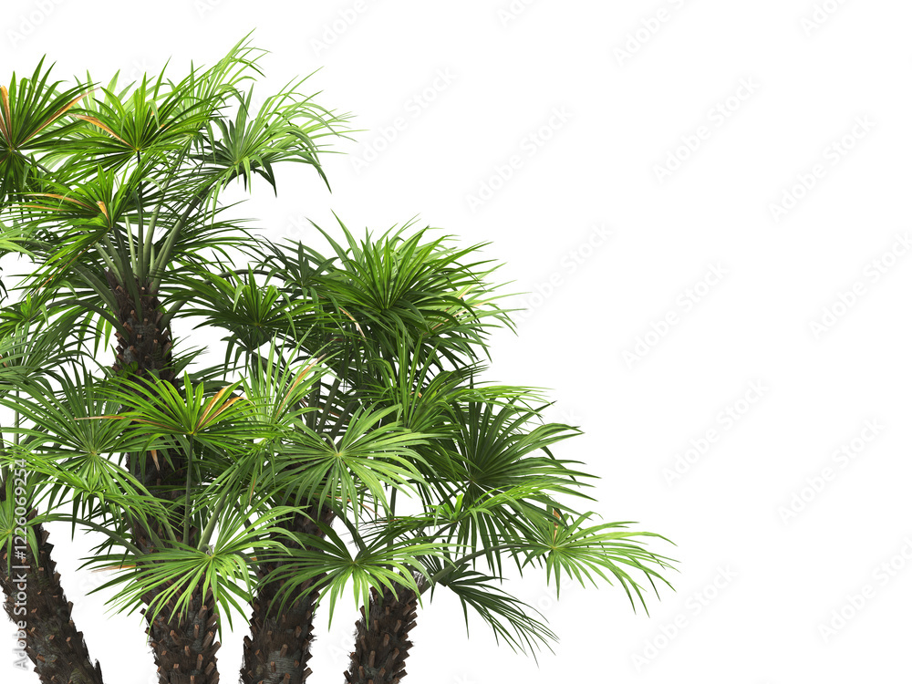 palm Tree isolated on white background. also known as the chamaerops ...