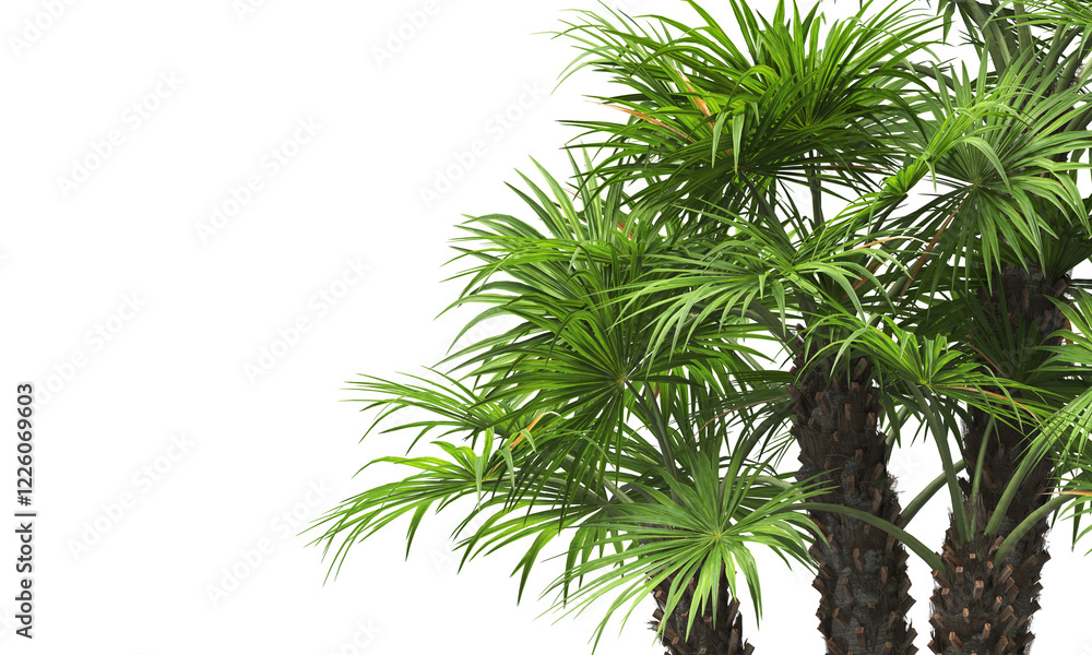 palm Tree isolated on white background. also known as the chamaerops ...